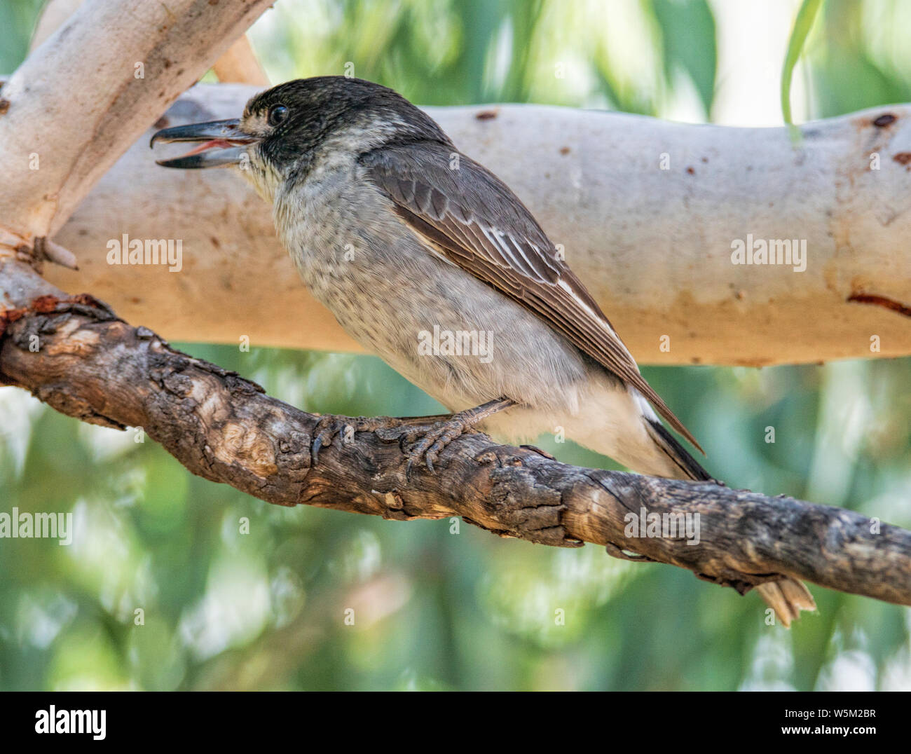 Butcher Bird High Resolution Stock Photography and Images - Alamy