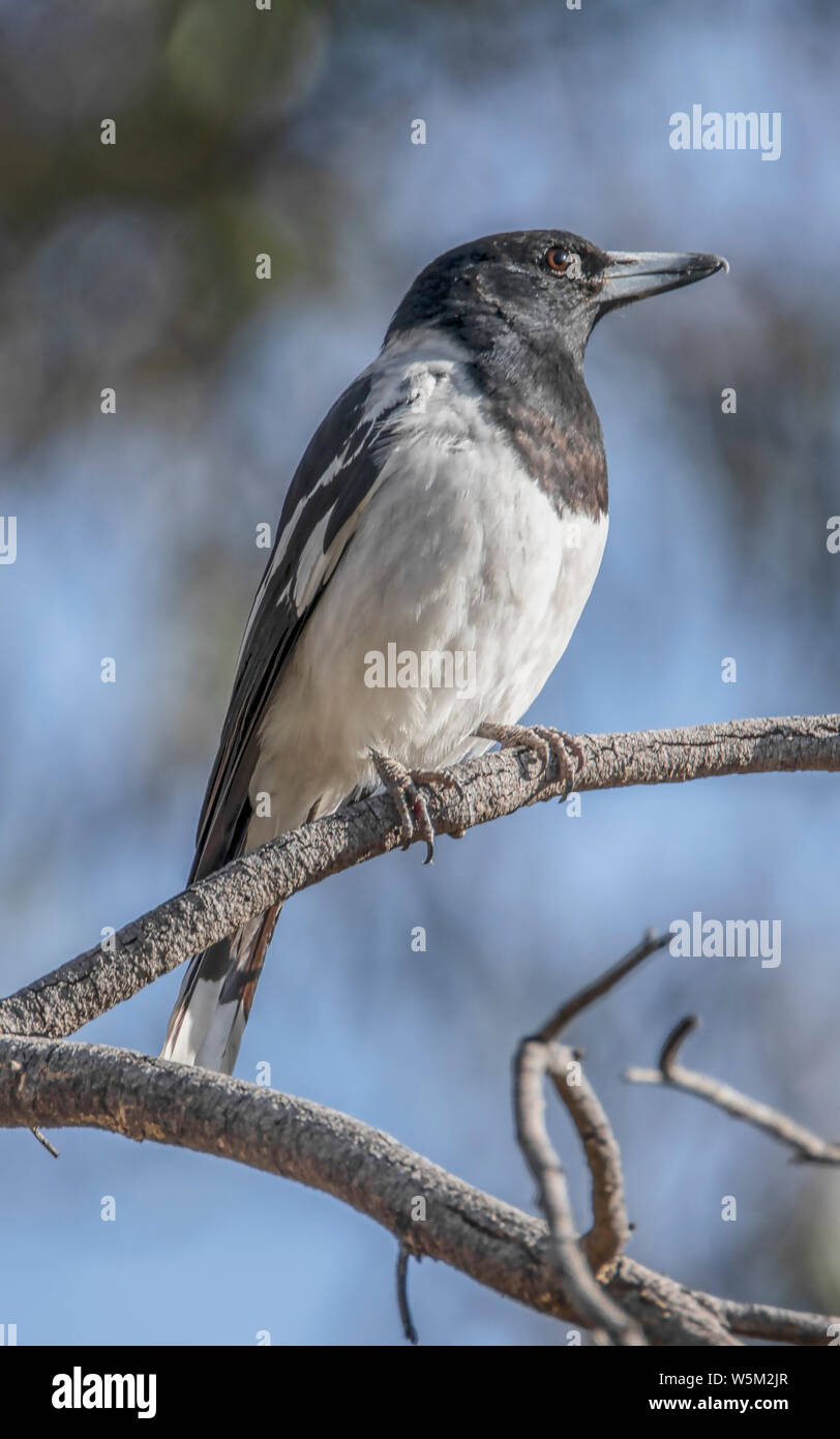 Pied butcher bird hi-res stock photography and images - Alamy
