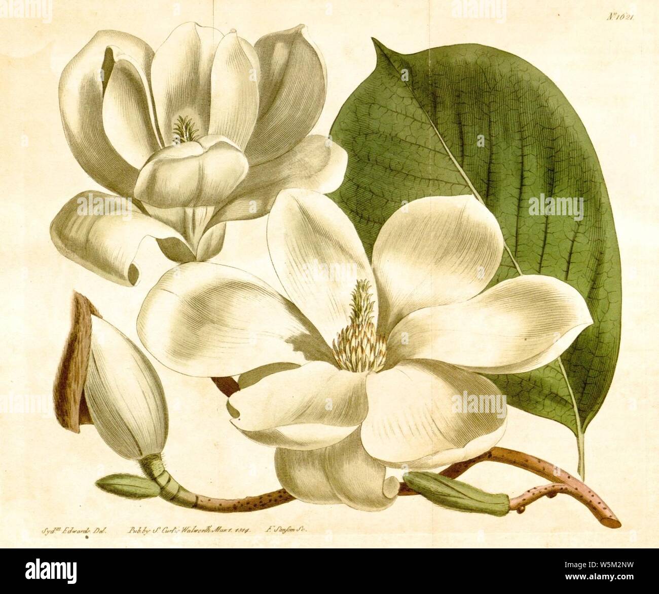 Mag 39 hi-res stock photography and images - Alamy