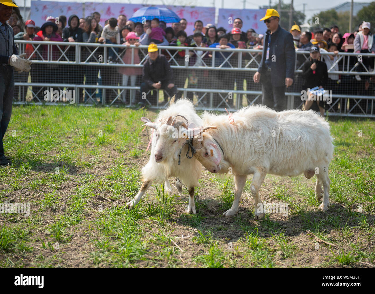Two goats fight in a goat fighting competition in Dagong town, Hai'an ...