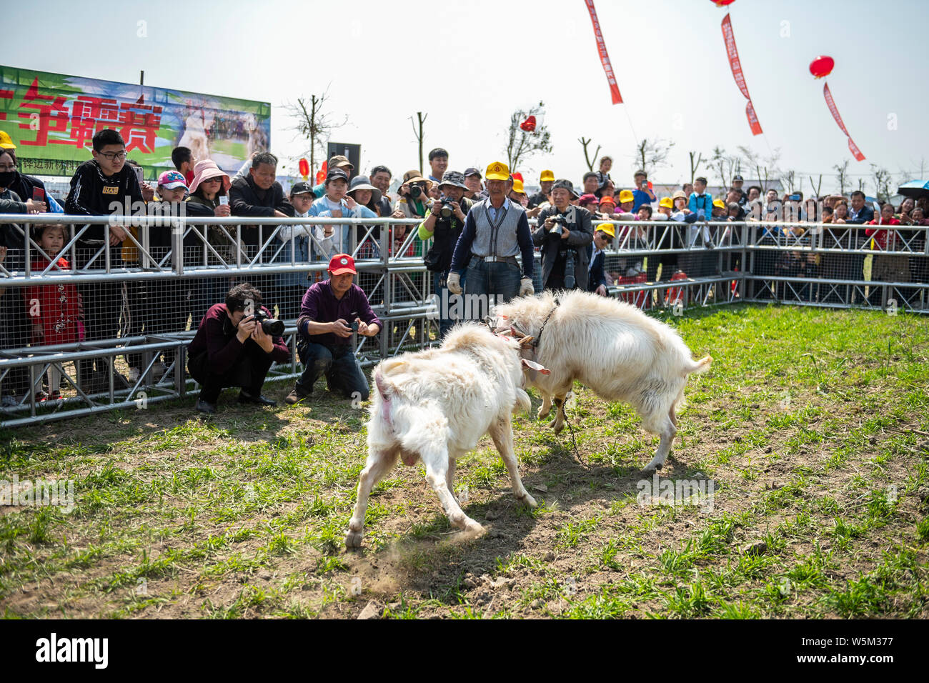 Two goats fight in a goat fighting competition in Dagong town, Hai'an ...