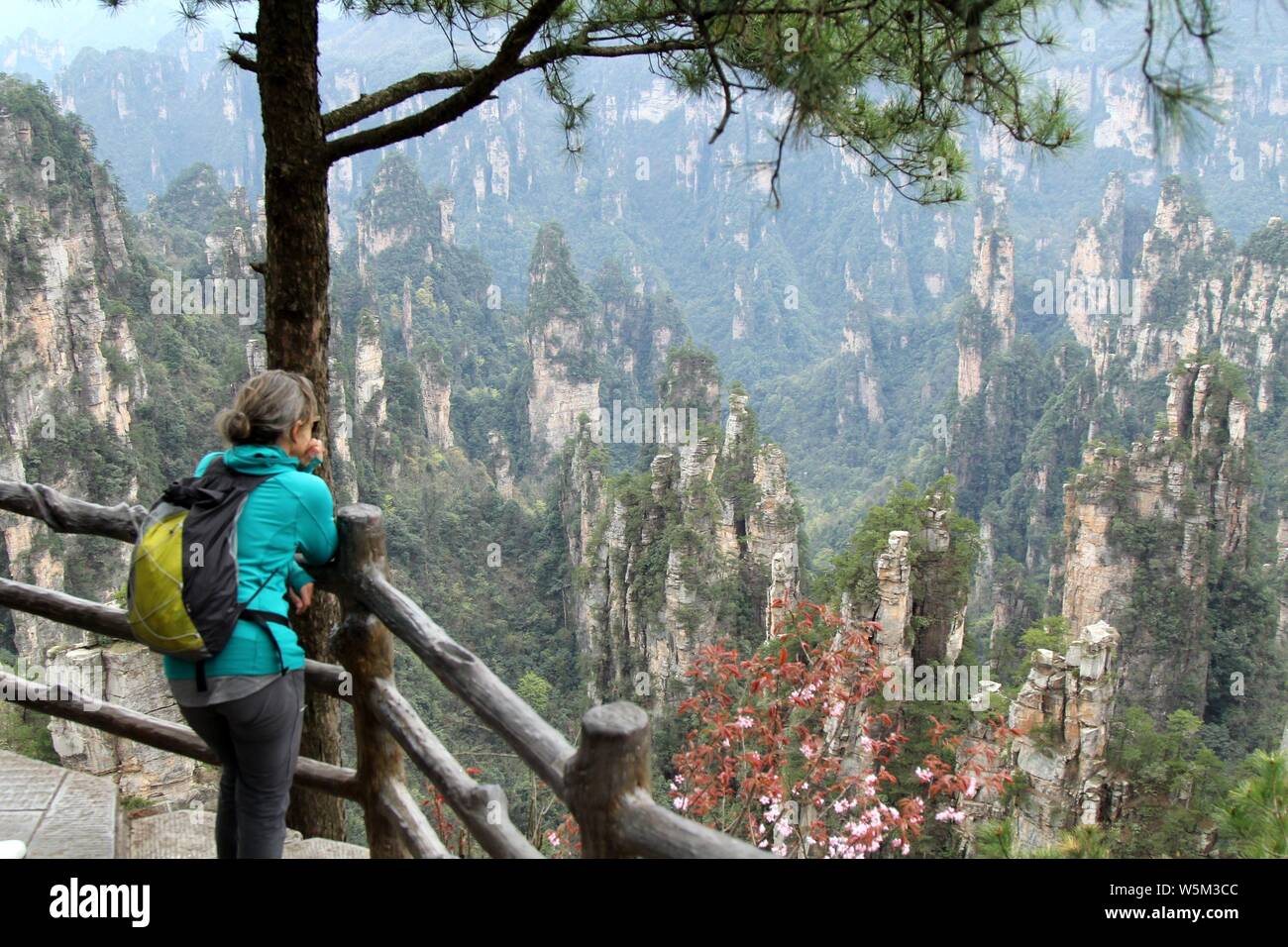 Landscape of the Zhangjiajie National Forest Park, a real Pandora world ...