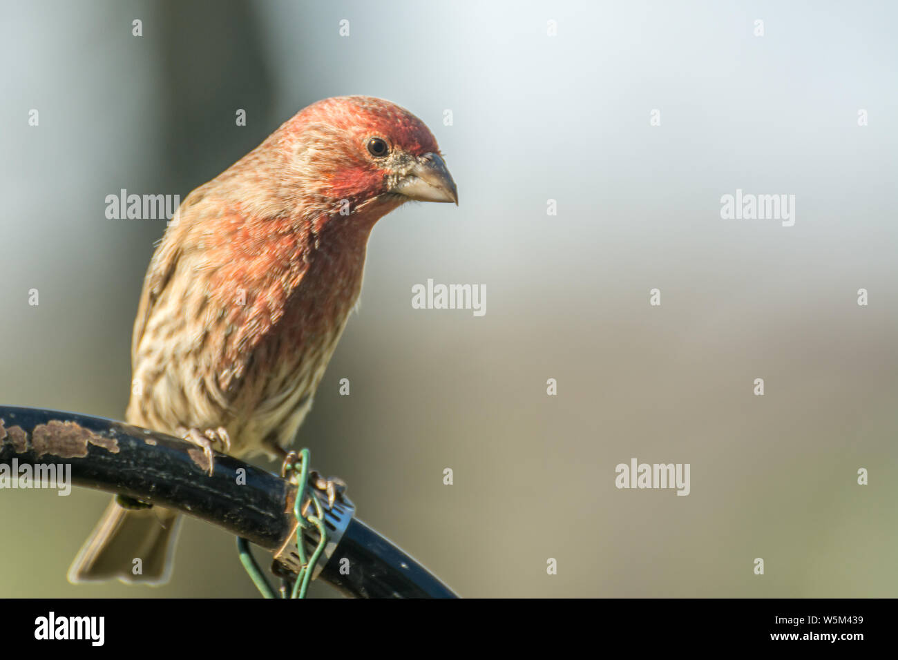Mexicanusis hi-res stock photography and images - Alamy