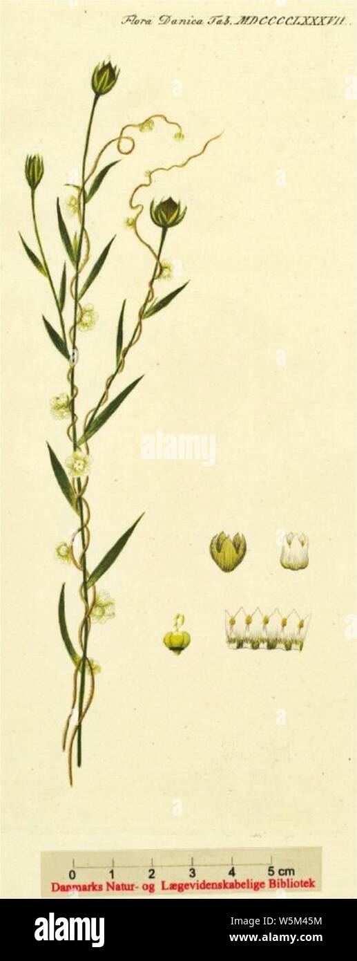 Cuscuta epilinum hi-res stock photography and images - Alamy