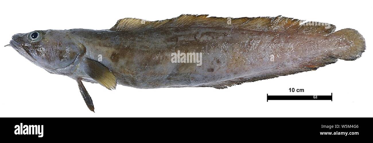 Cusk Cut Out Stock Images & Pictures - Alamy