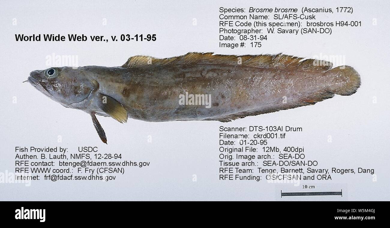 Cusk hi-res stock photography and images - Alamy