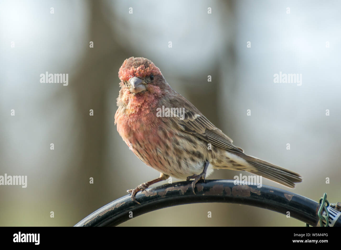 House Finch on a perch. The house finch's scientific name is Haemorhous ...