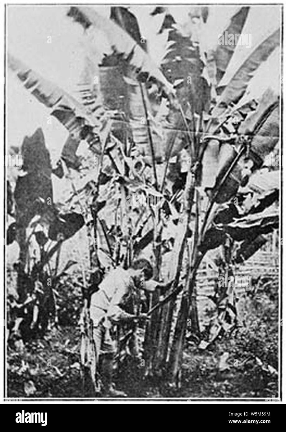 Abaca Cut Out Stock Images & Pictures - Alamy