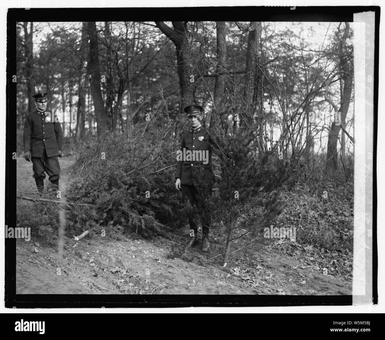 Cutting trees Black and White Stock Photos & Images - Alamy