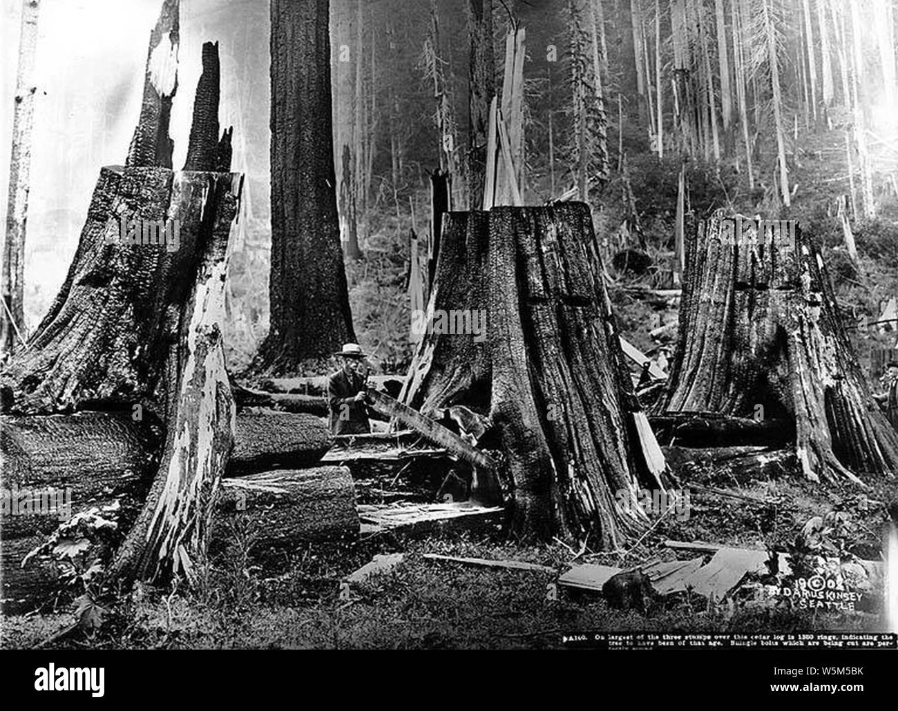 Cutting shingle bolts from redcedar log Washington 1902 (KINSEY 2779 ...
