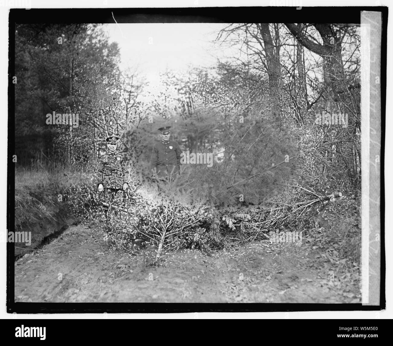 Cutting trees Black and White Stock Photos & Images - Alamy