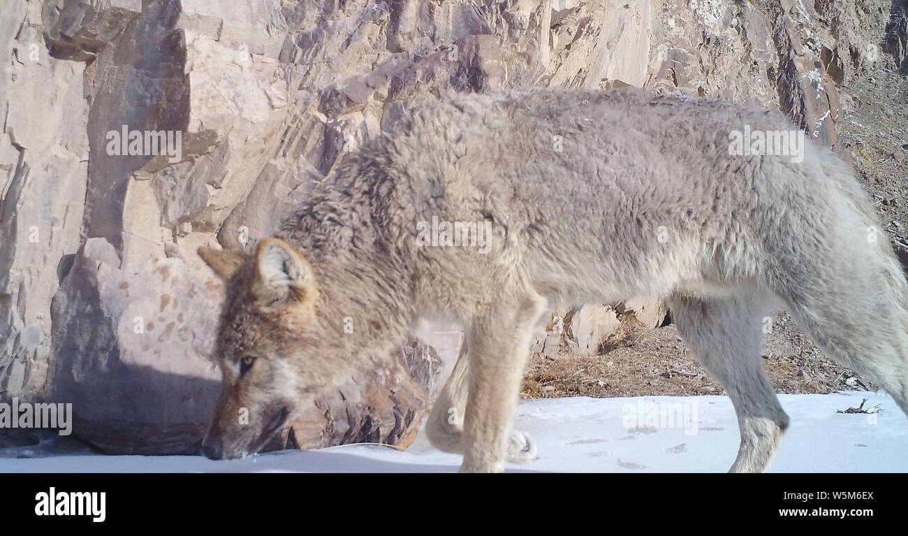 Infrared horse hi-res stock photography and images - Alamy