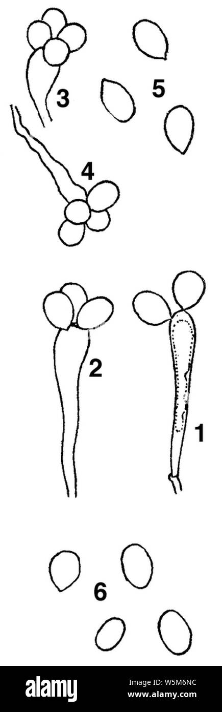 Cyathus olla hi-res stock photography and images - Alamy