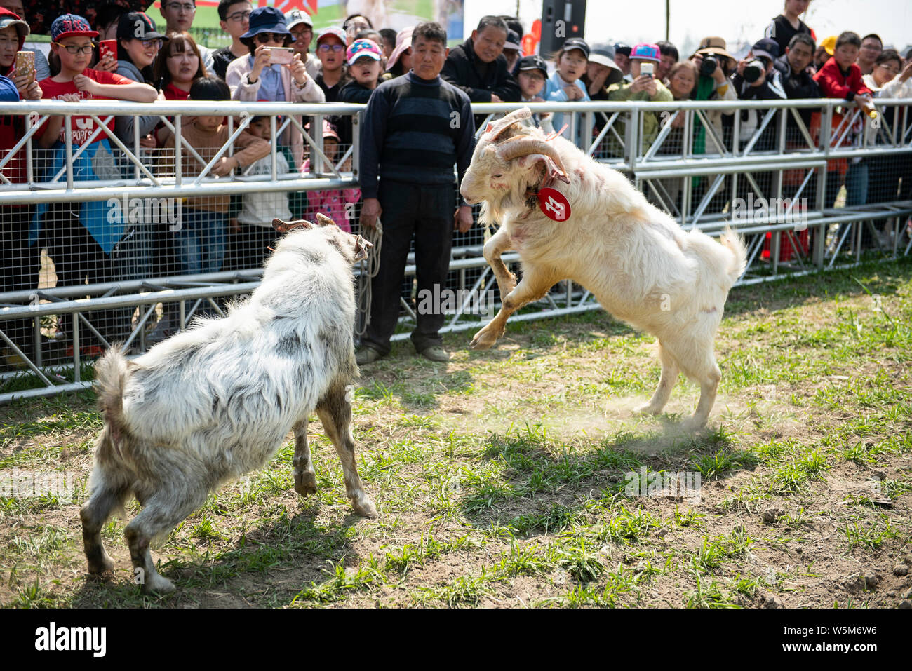 Two goats fight in a goat fighting competition in Dagong town, Hai'an ...