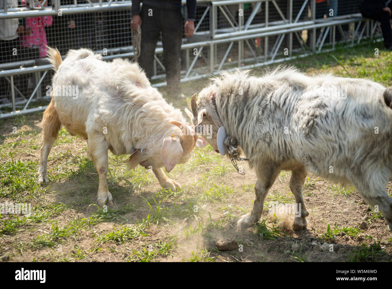 Two goats fight in a goat fighting competition in Dagong town, Hai'an ...