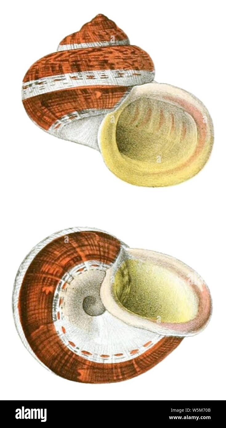 Cyclophorus fulguratus shell Stock Photo - Alamy