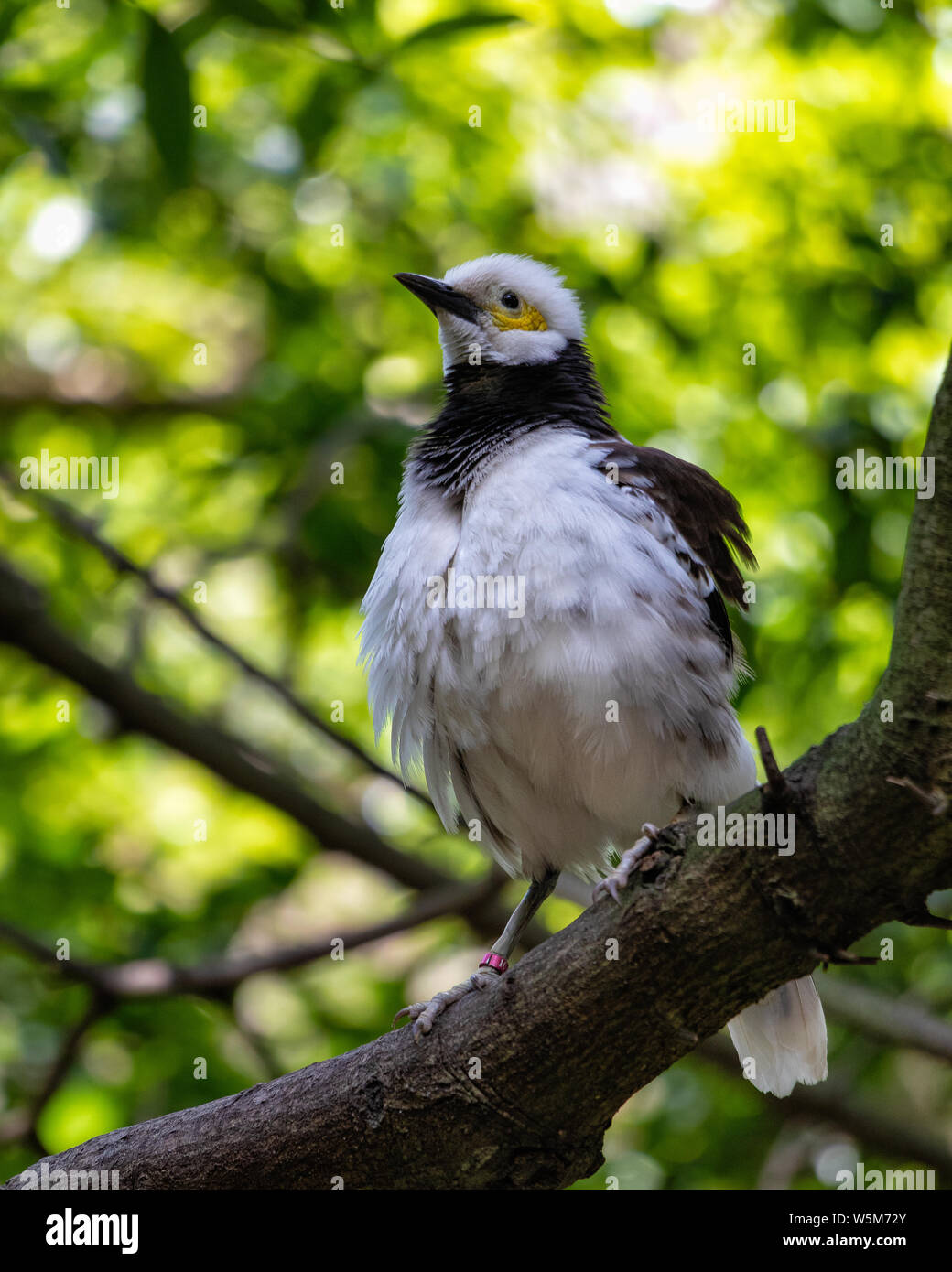 Bird in the tree Stock Photo - Alamy