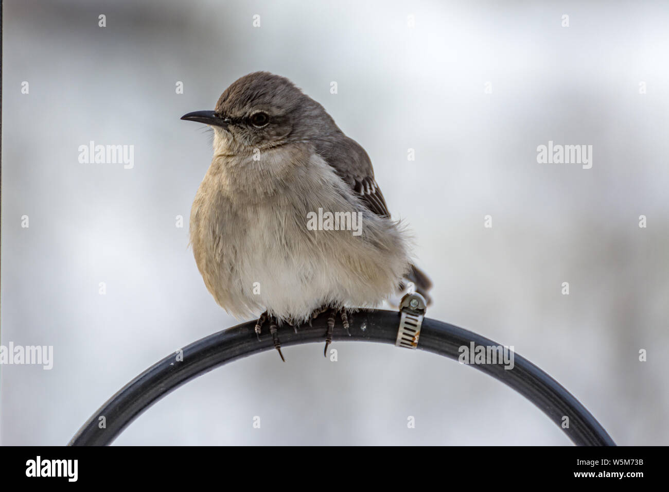 Young dark-eyed Junco bird with fluffed up feathers due to the winter ...