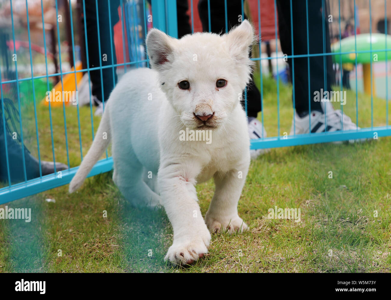 Nantong forest safari park hi-res stock photography and images - Alamy