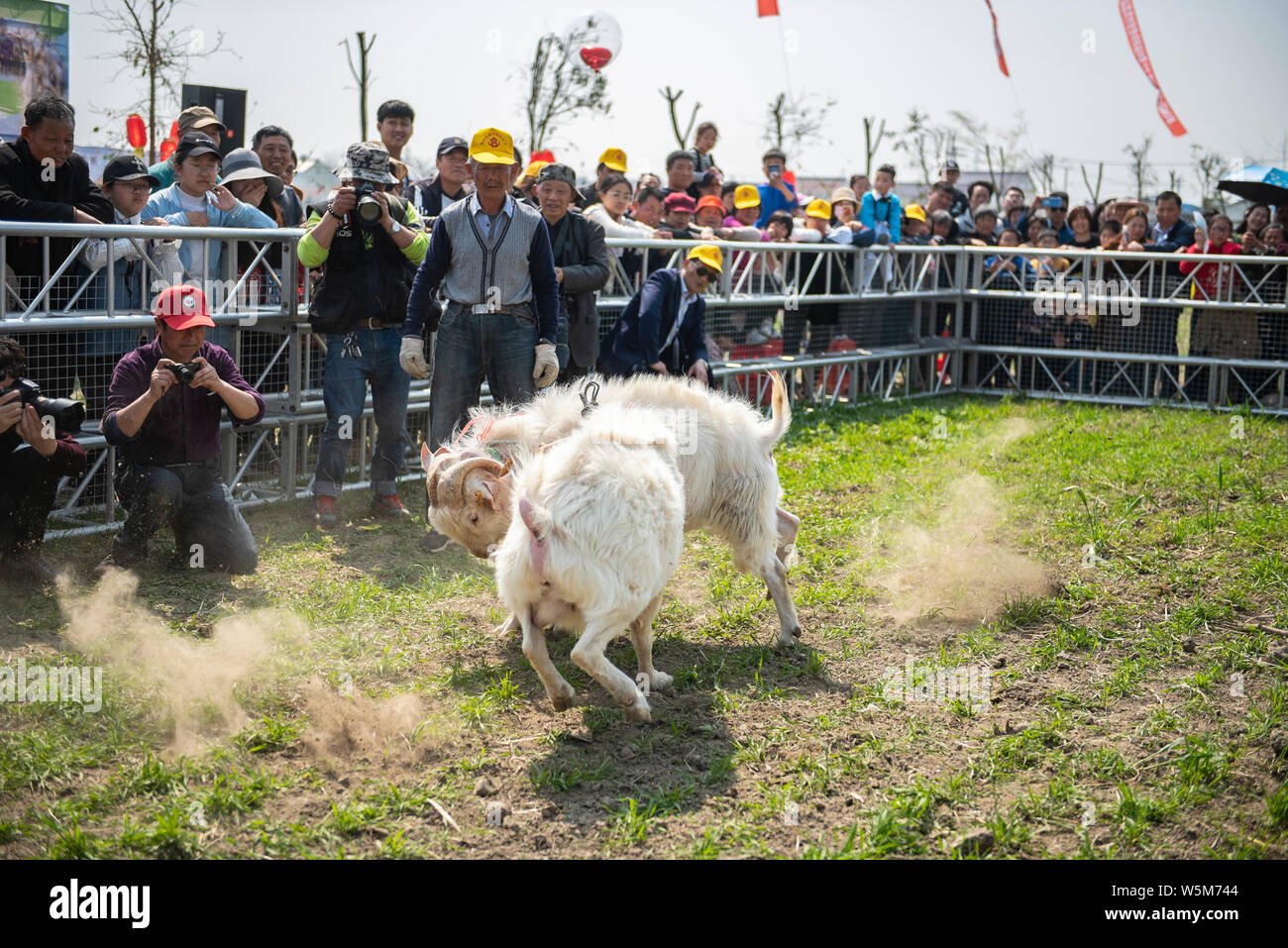 Two goats fight in a goat fighting competition in Dagong town, Hai'an ...