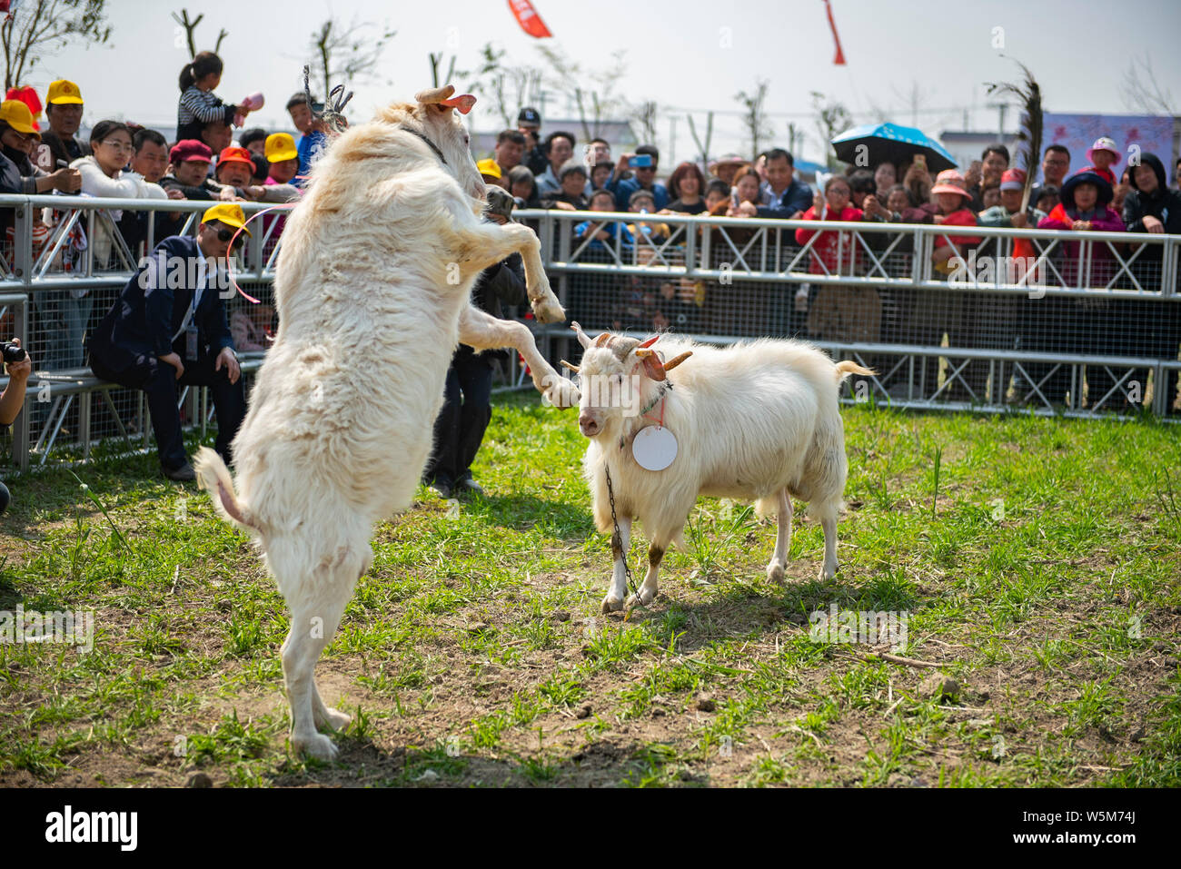 Two goats fight in a goat fighting competition in Dagong town, Hai'an ...
