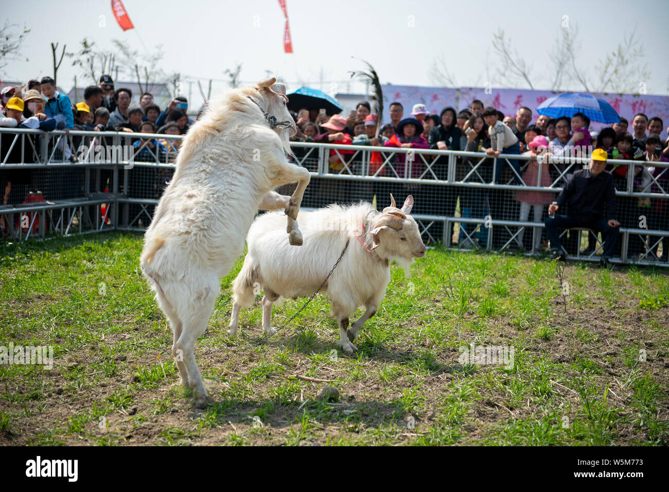 Two goats fight in a goat fighting competition in Dagong town, Hai'an ...
