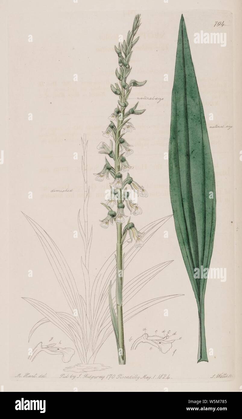 Cyclopogon hi-res stock photography and images - Alamy