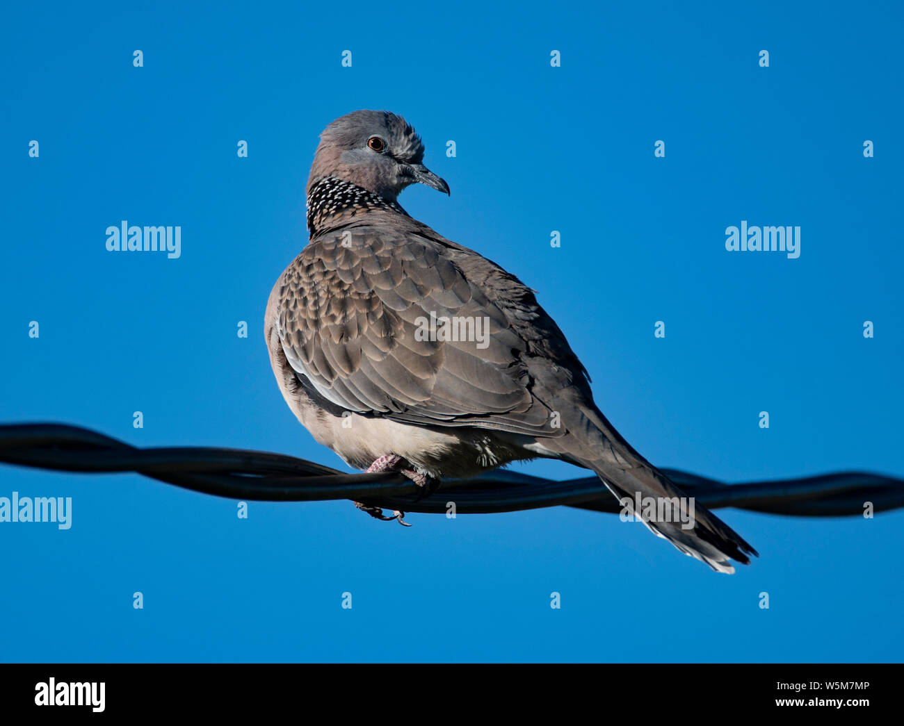 Dove species hi-res stock photography and images - Alamy