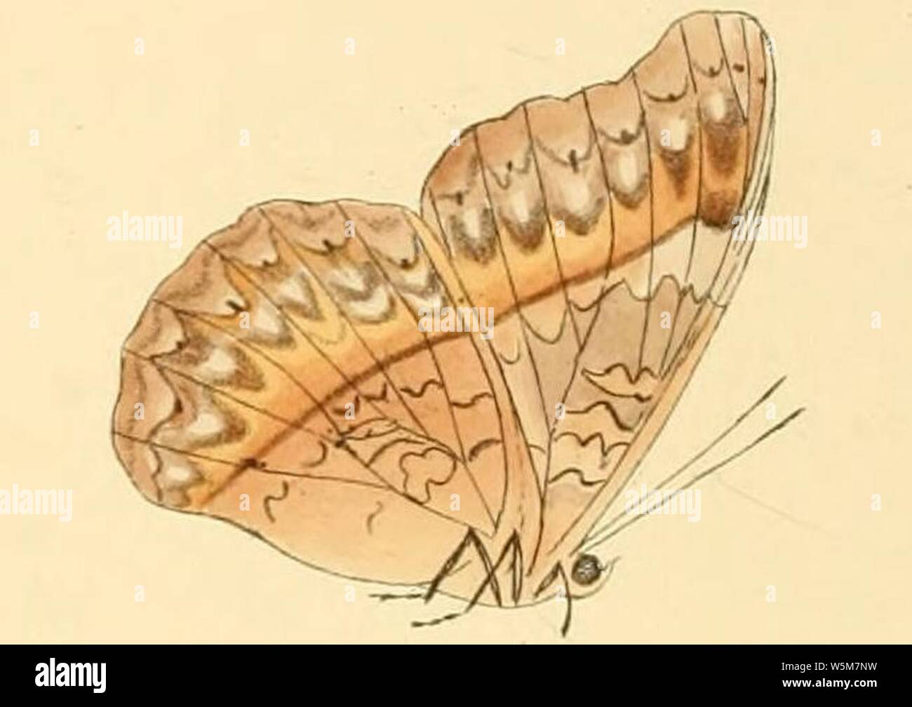 Adelina art hi-res stock photography and images - Alamy