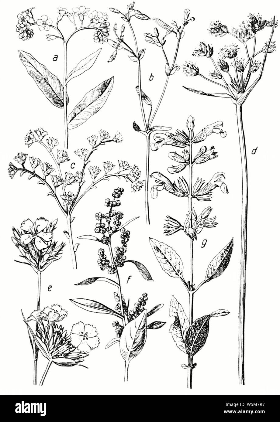 Cymose inflorescences hi-res stock photography and images - Alamy