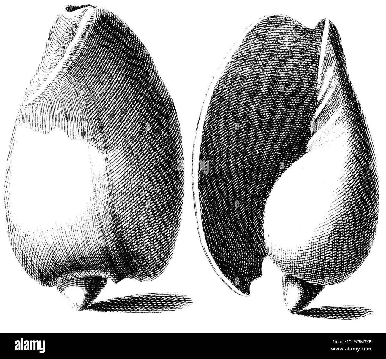 Cymbium cymbium hi-res stock photography and images - Alamy