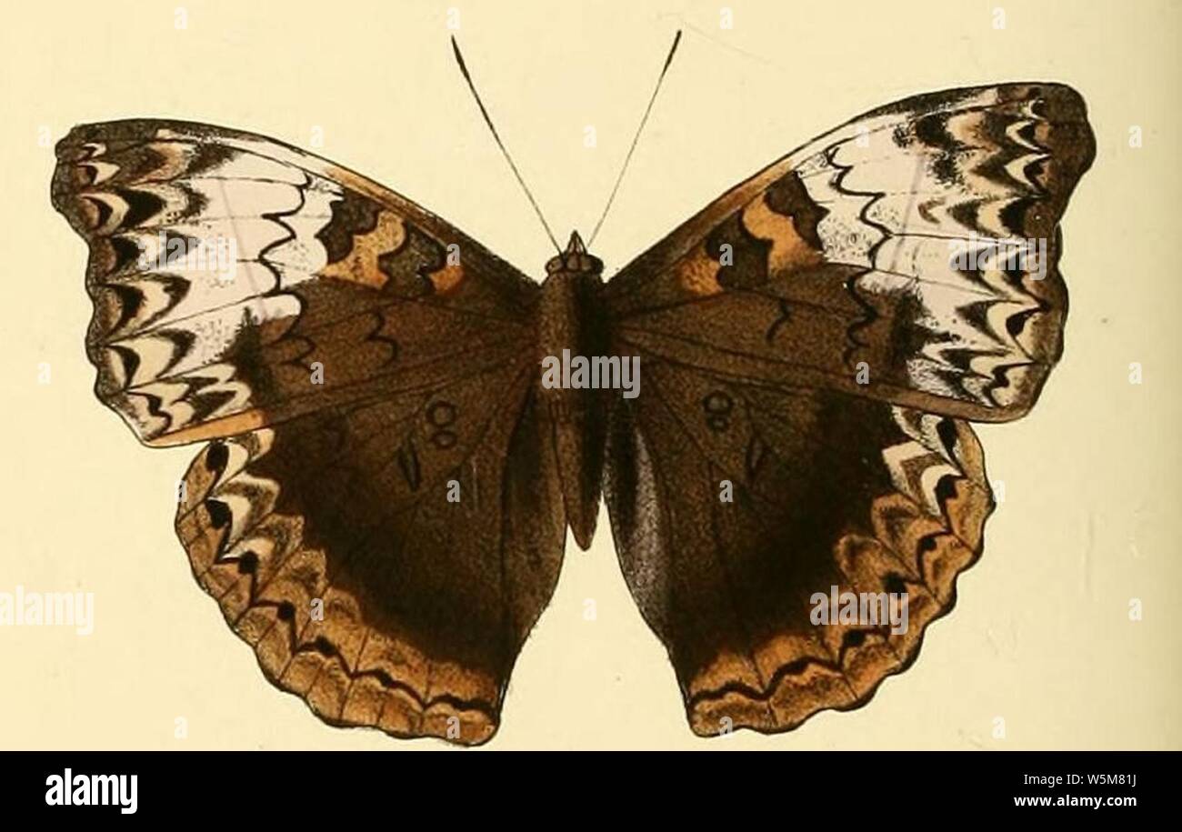 Cymothoe hi-res stock photography and images - Alamy