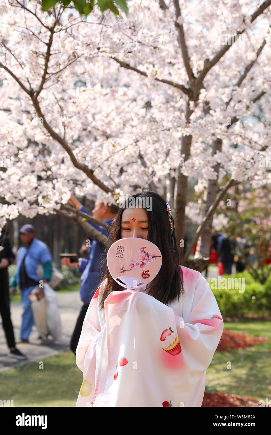 A Chinese girl poses for photos in front of blooming cherry blossom ...