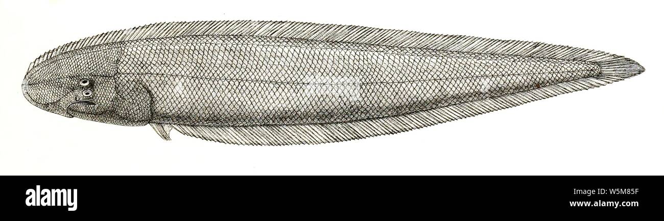 Cynoglossus elongatus Day 90 Stock Photo - Alamy