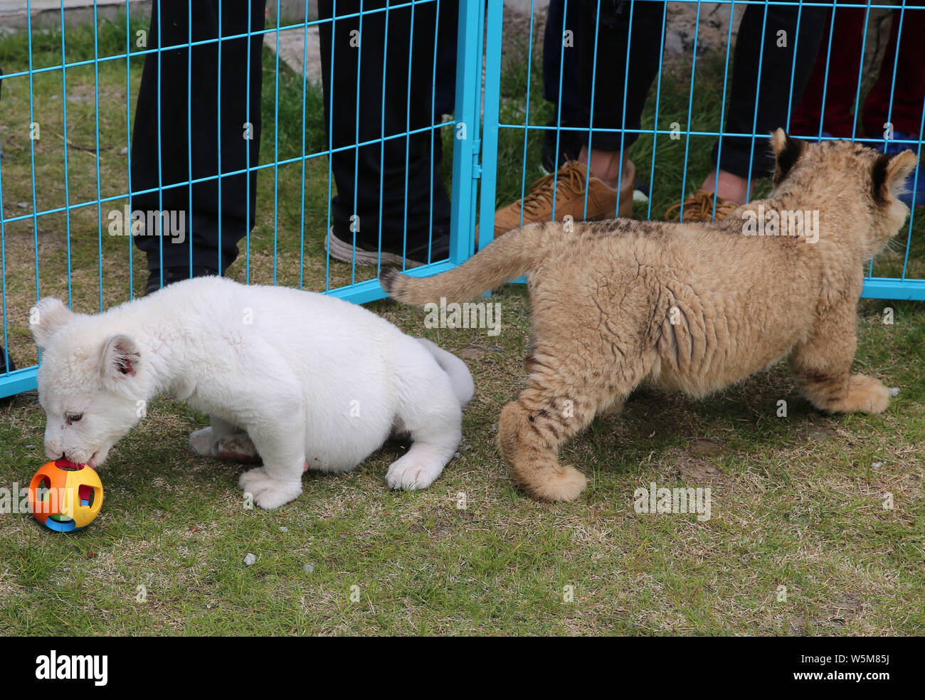 Nantong forest safari park hi-res stock photography and images - Alamy