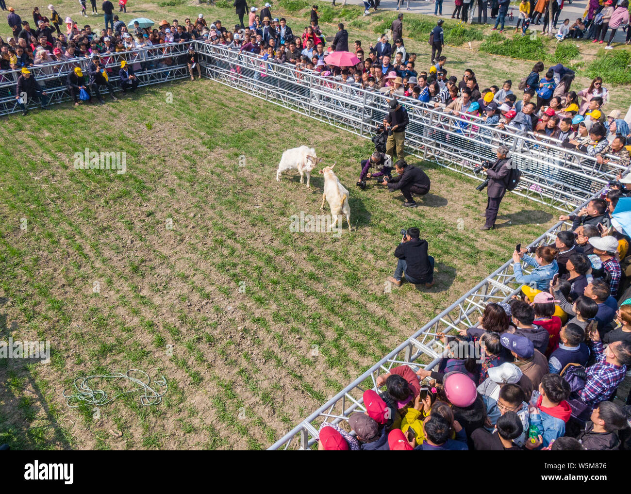 Goat fighting hi-res stock photography and images - Alamy