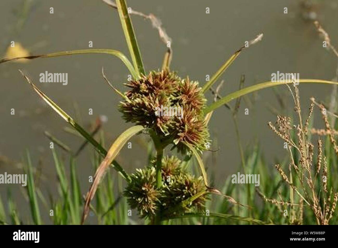 Cyperus acuminatus hi-res stock photography and images - Alamy