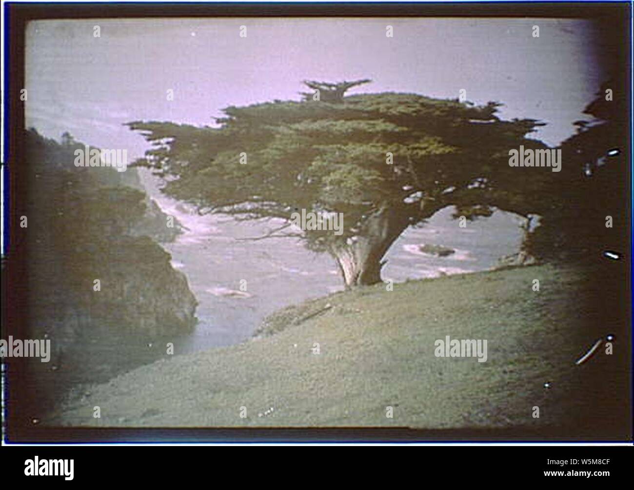 Cypress California coast Stock Photo - Alamy