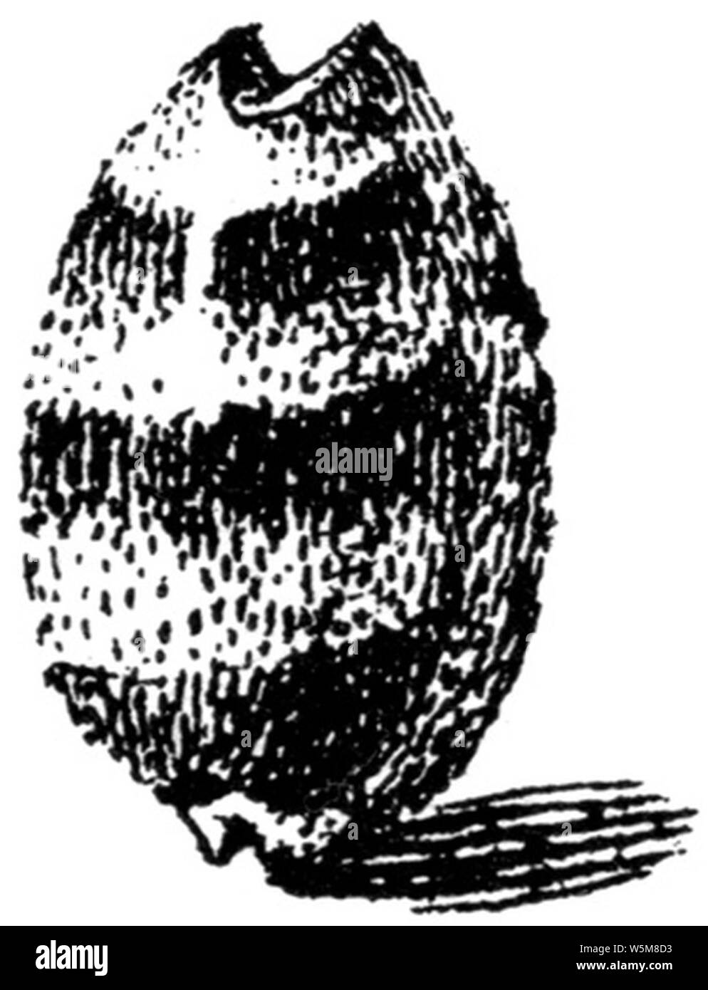 Cypraea asellus hi-res stock photography and images - Alamy