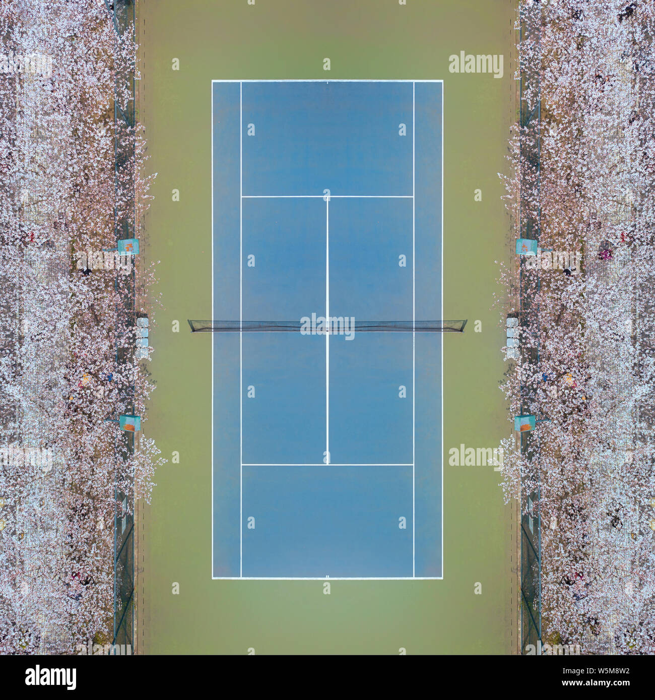 This aerial view shows a tennis court surrounded by blooming cherry ...
