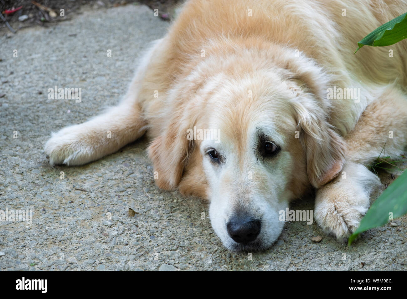 Portrait elderly long haired hi-res stock photography and images - Alamy