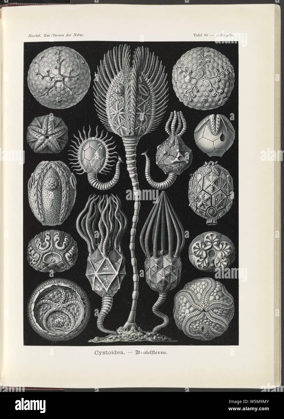 Cystoidea High Resolution Stock Photography and Images - Alamy