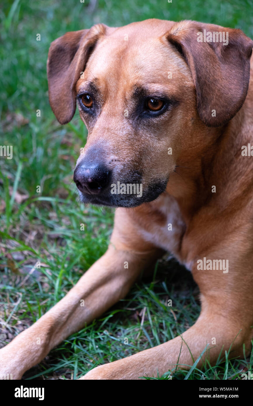 Brown dog hi-res stock photography and images - Alamy