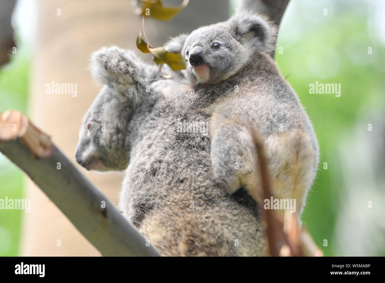 Koalas are pictured at the Guangzhou Chimelong Safari Park in Guangzhou ...