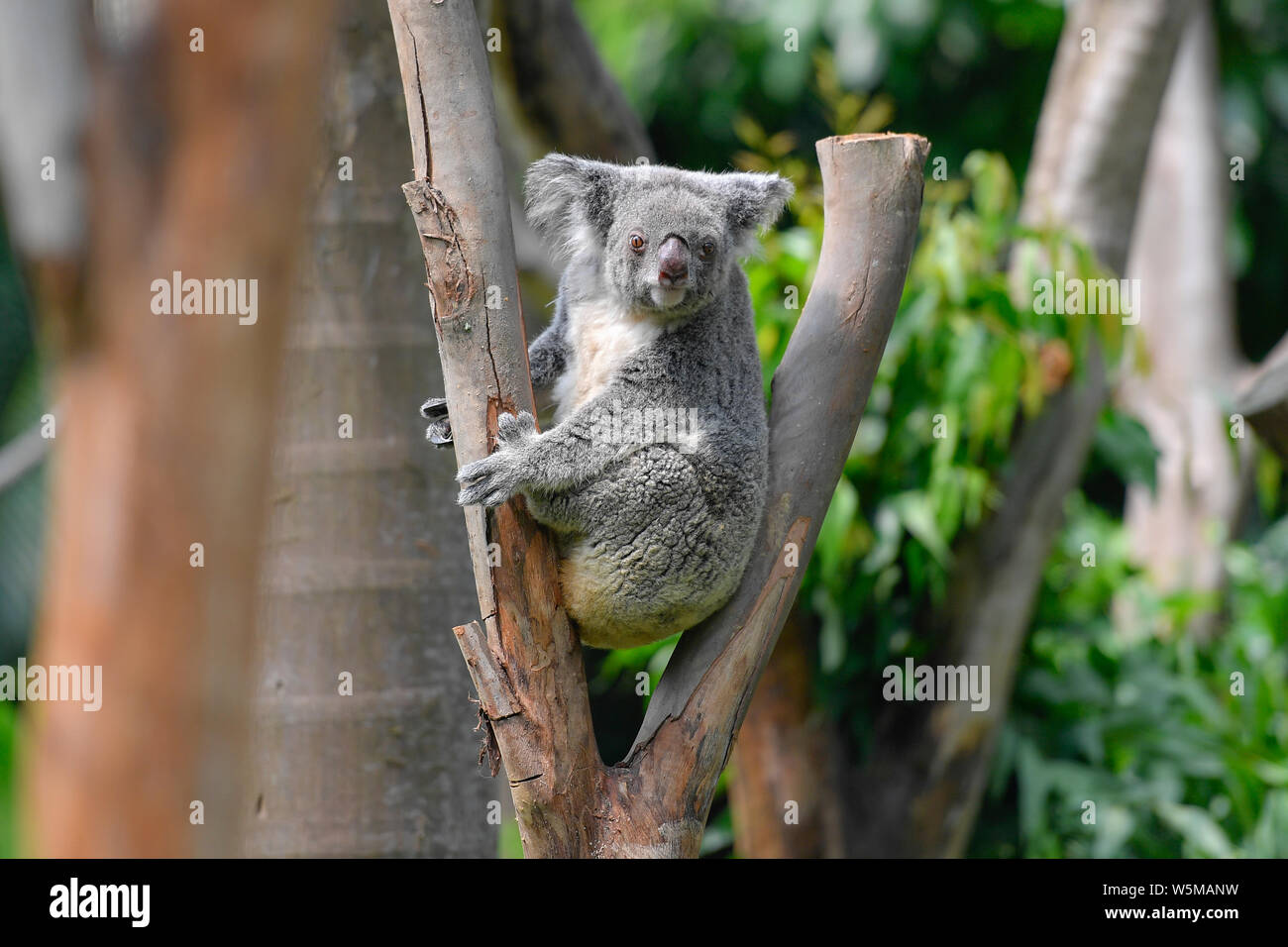 A koala is pictured at the Guangzhou Chimelong Safari Park in Guangzhou ...