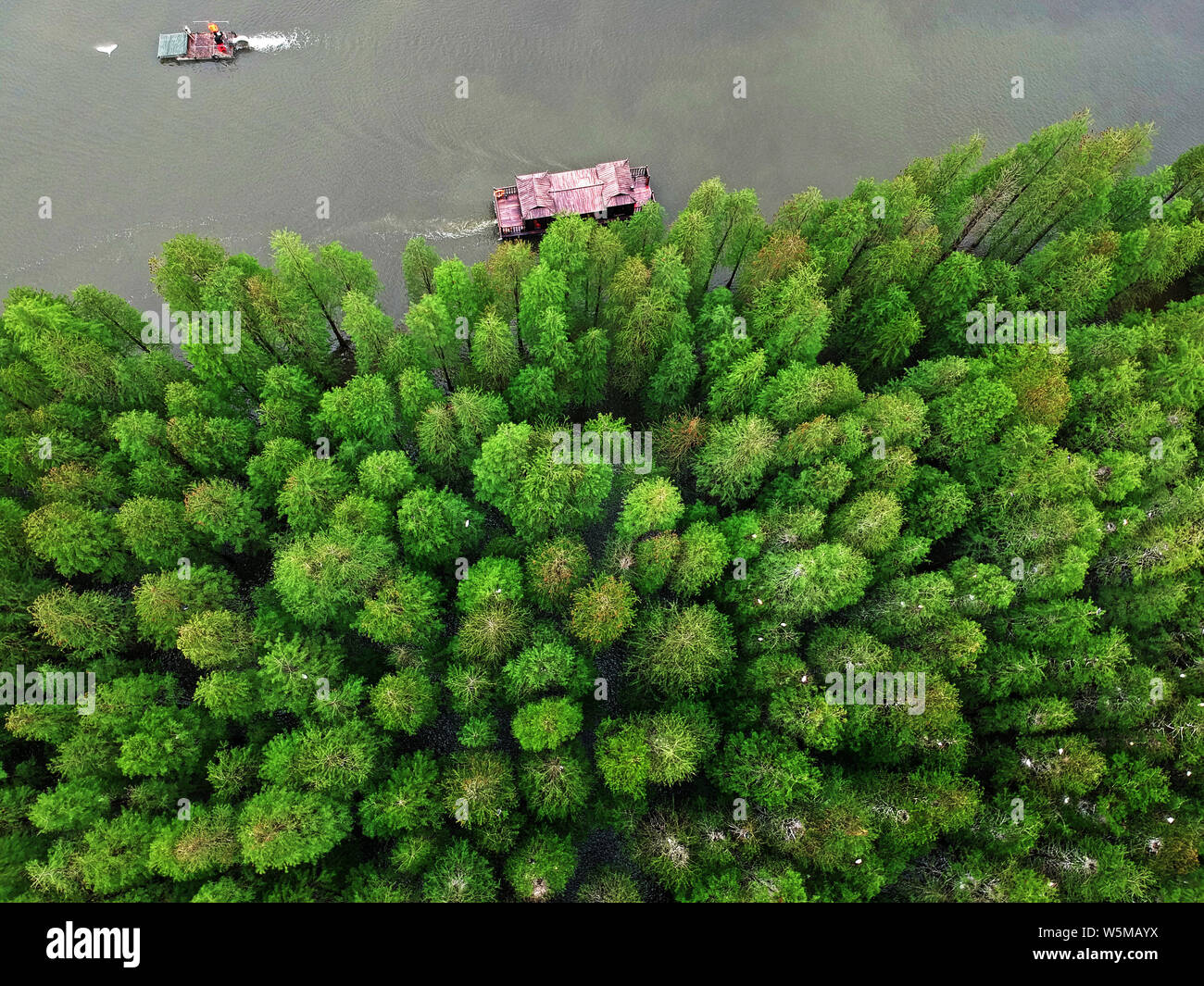 Landscape of the water forest covered with pond cypress in Xiantao city ...