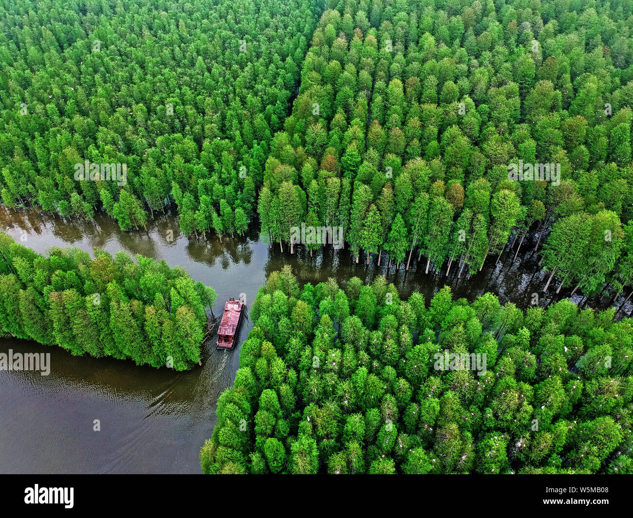 Landscape of the water forest covered with pond cypress in Xiantao city ...