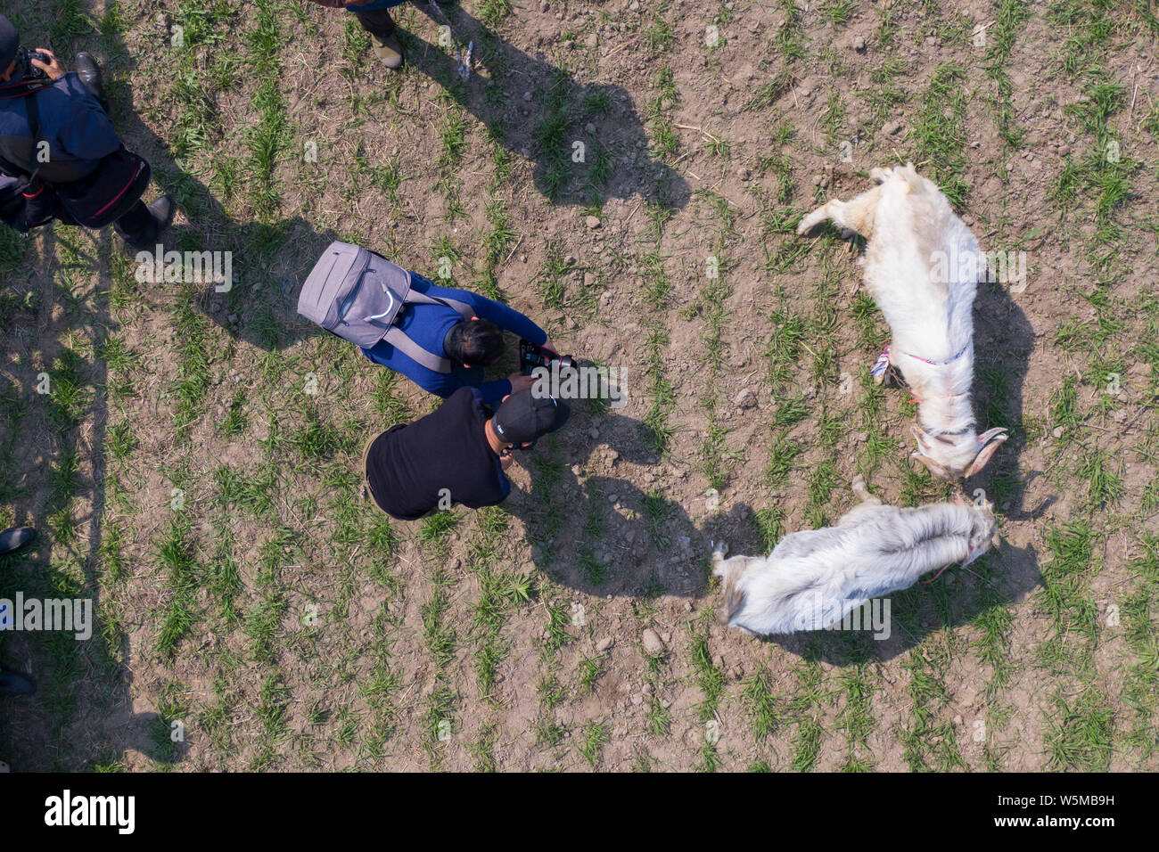 Two goats fight in a goat fighting competition in Dagong town, Hai'an ...