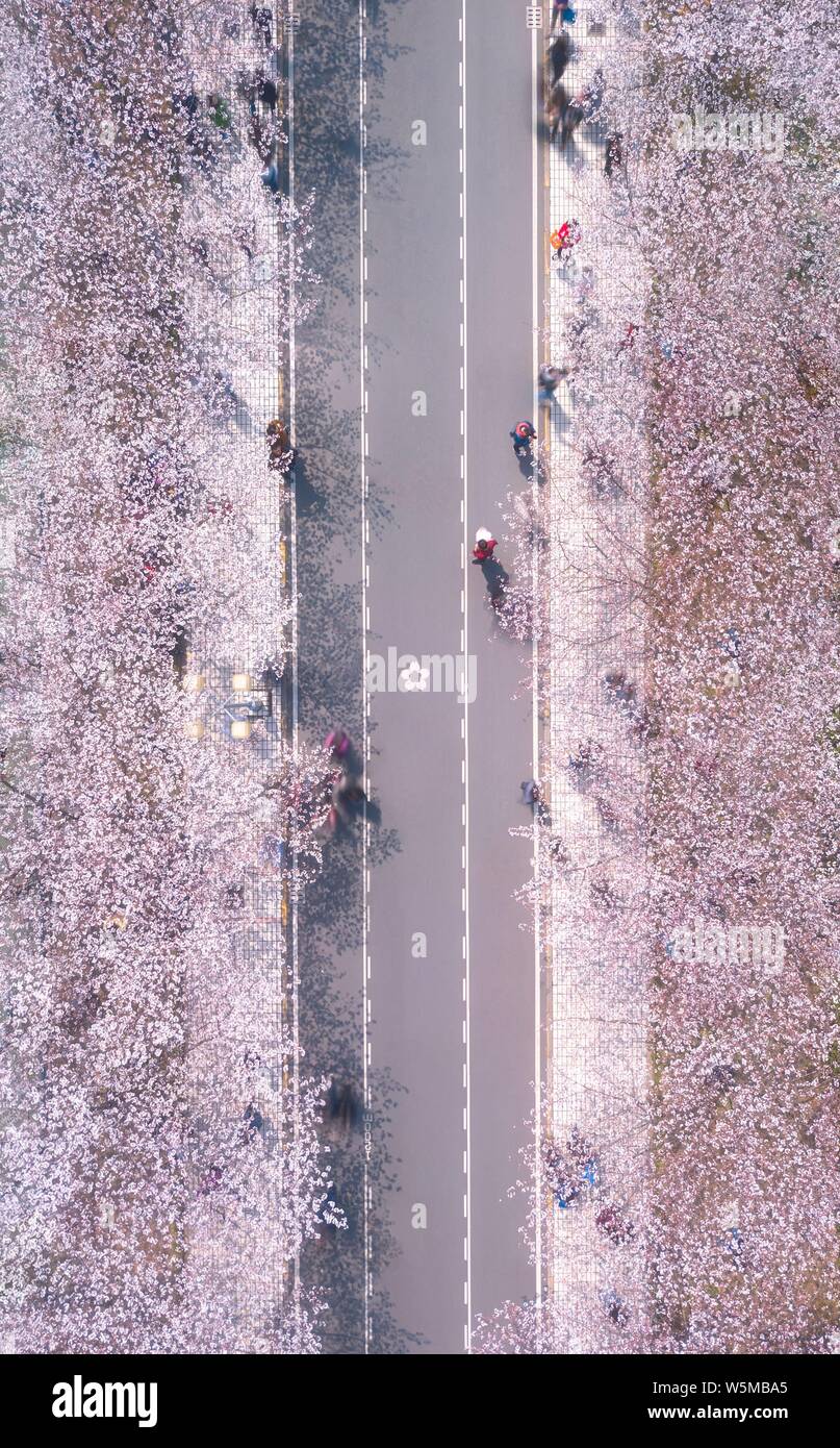 In this aerial view, local Chinese residents walk past cherry blossom ...