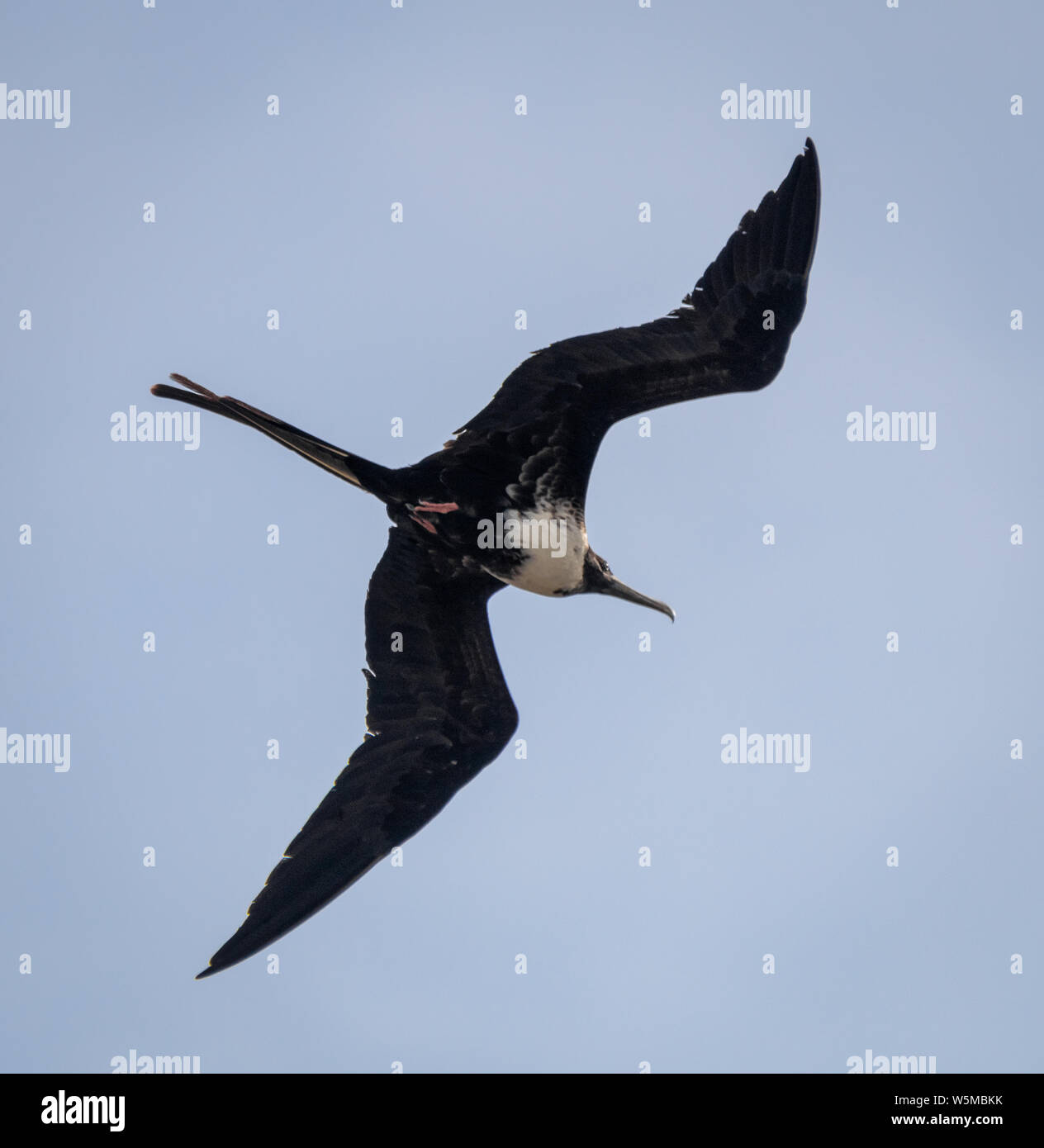 Flying bird wing close up hi-res stock photography and images - Alamy